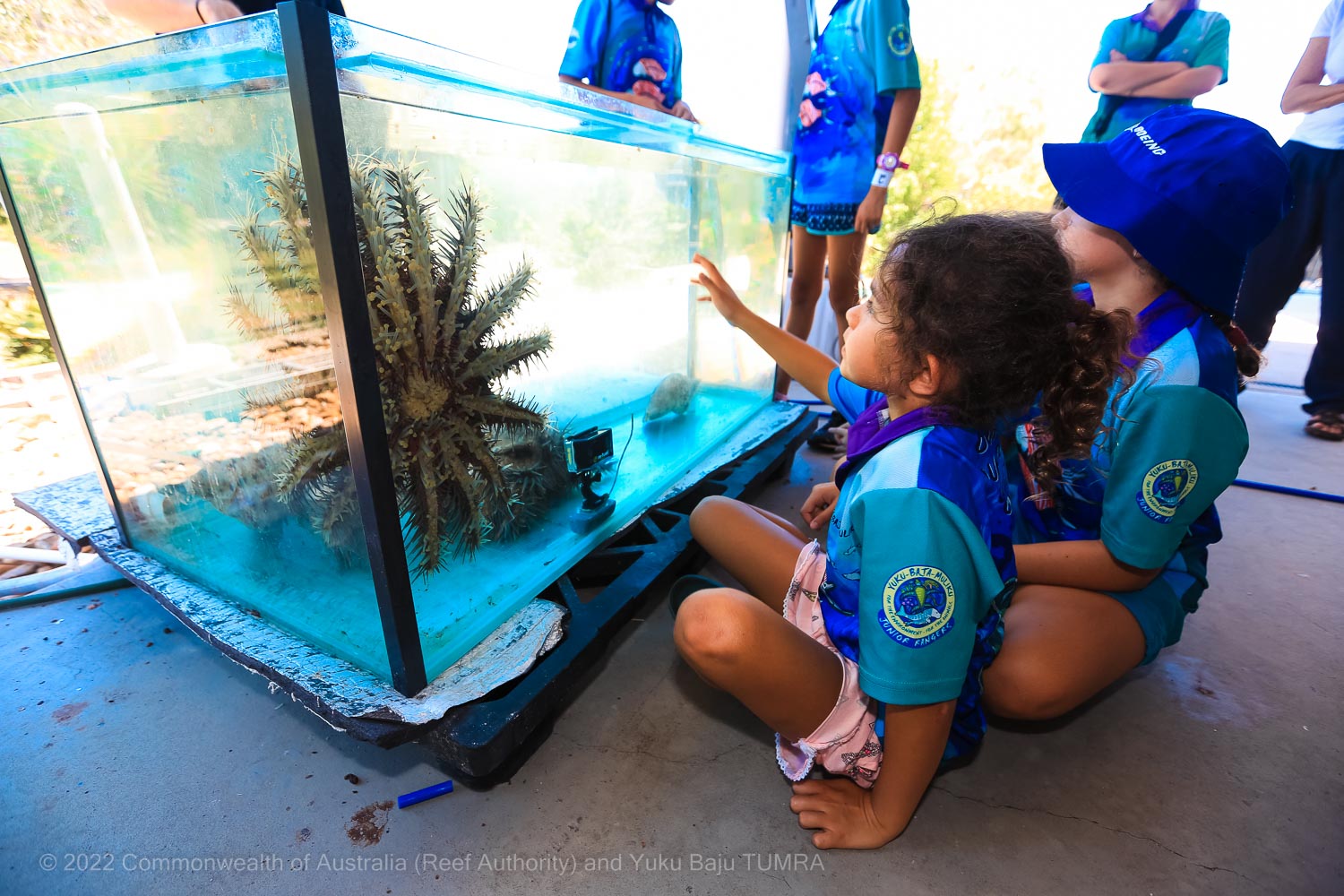 Crown-of-thorns starfish control program | Reef Authority