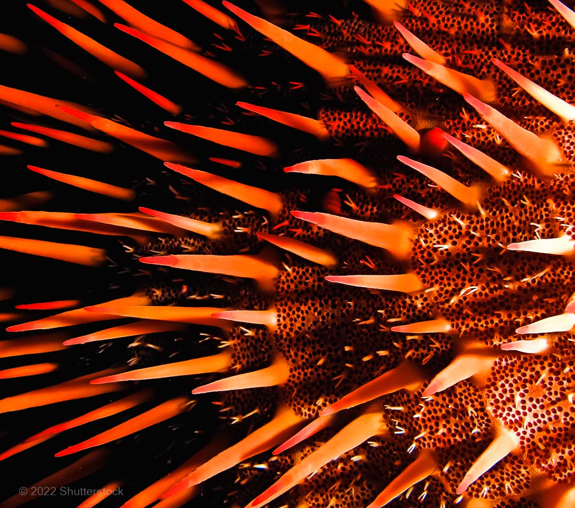 Crown-of-thorns starfish | Reef Authority