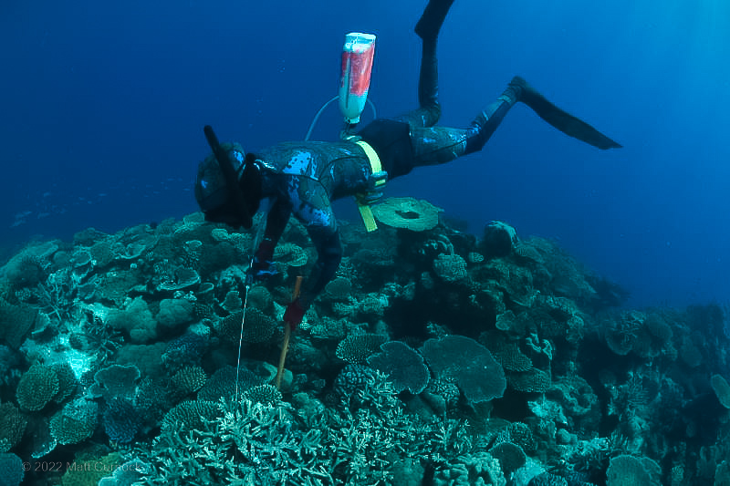 Crown-of-thorns starfish control program | Reef Authority