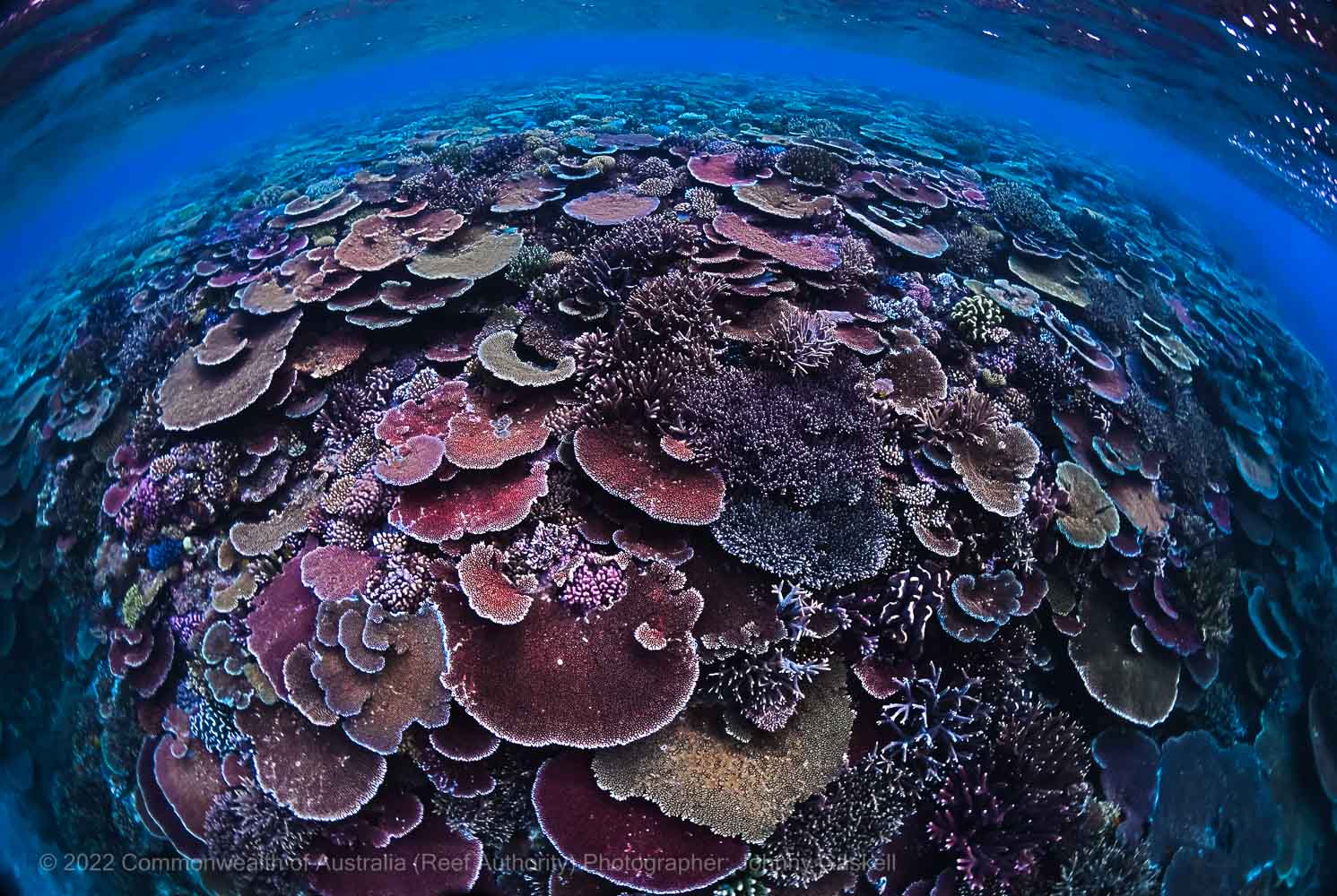 Reef health | Reef Authority