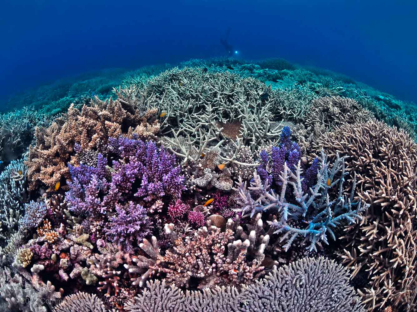 International Coral Reef Initiative | Reef Authority