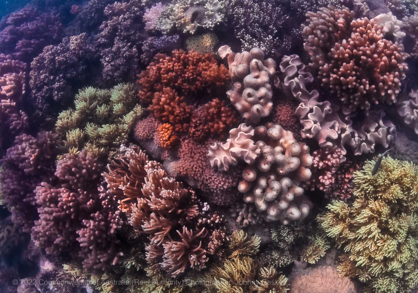 International Coral Reef Initiative | Reef Authority
