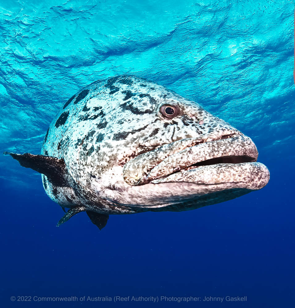 Great 8 | Reef Authority