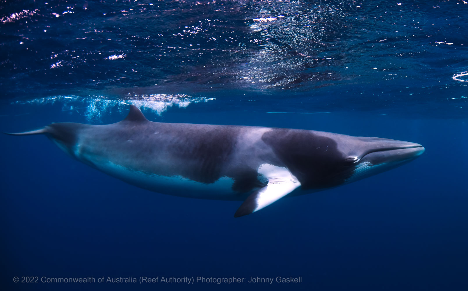 Access | Reef Authority