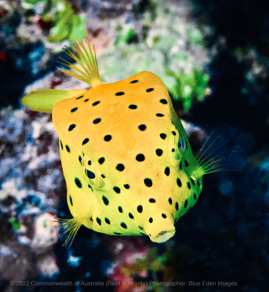 Contact | Reef Authority