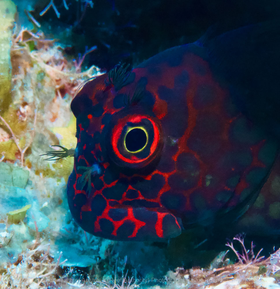 Reef 2050 Plan | Reef Authority