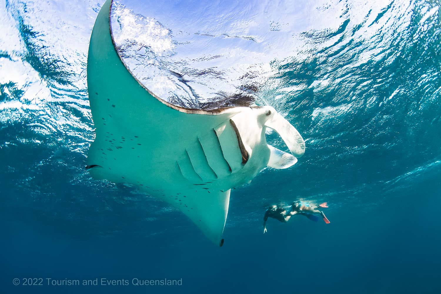 Coral Reef Animal Life