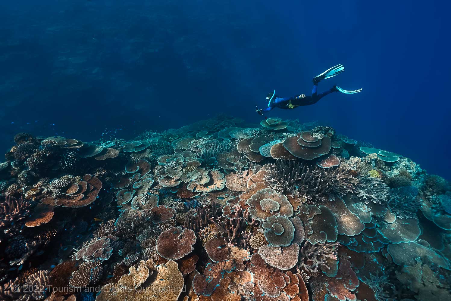 Past Reef health updates | Reef Authority