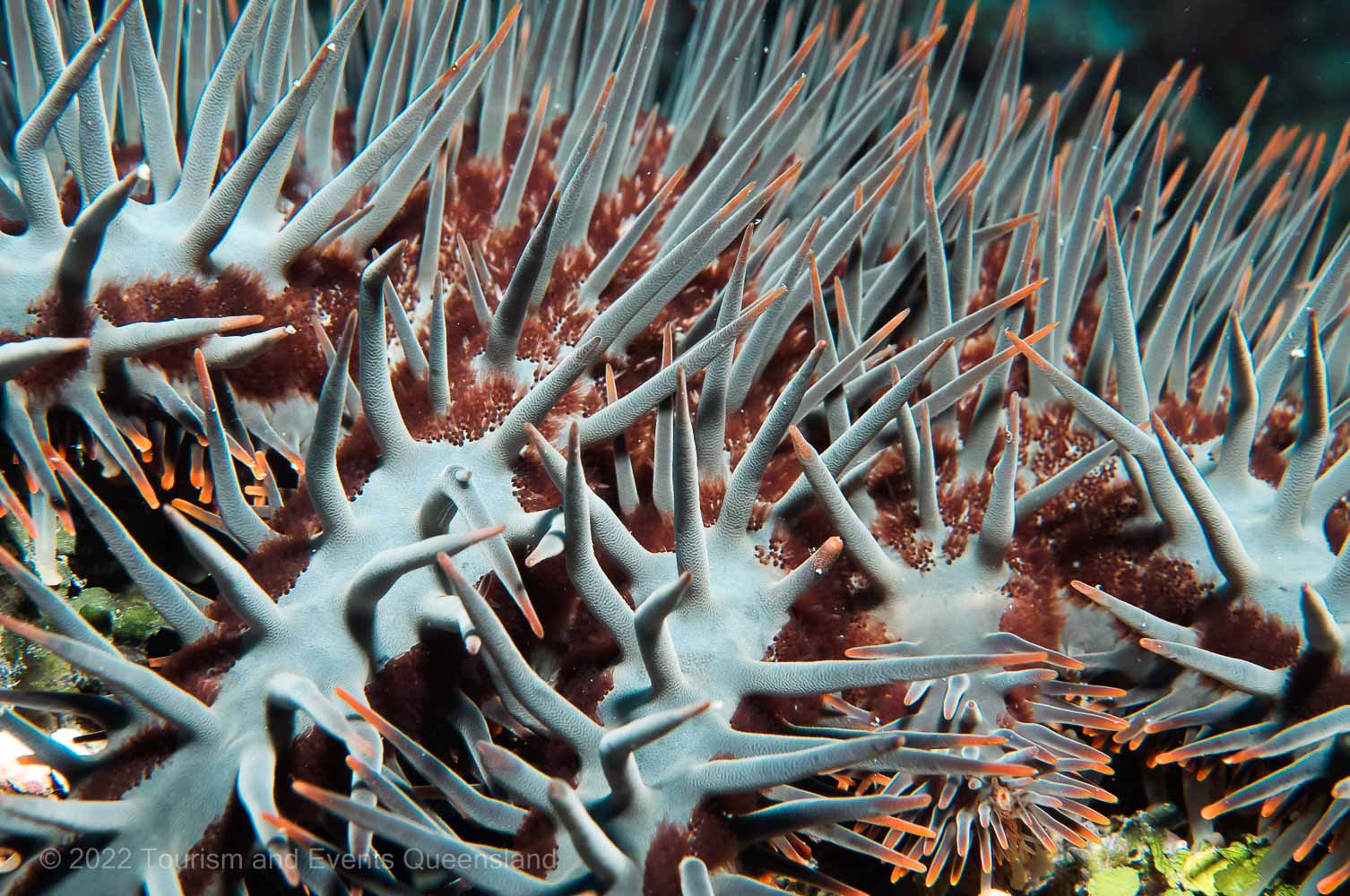 Crown-of-thorns starfish control program | Reef Authority