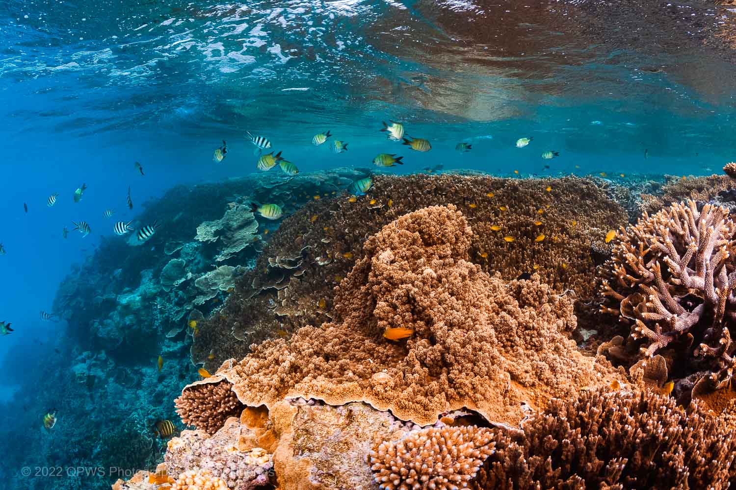 Reef health | Reef Authority