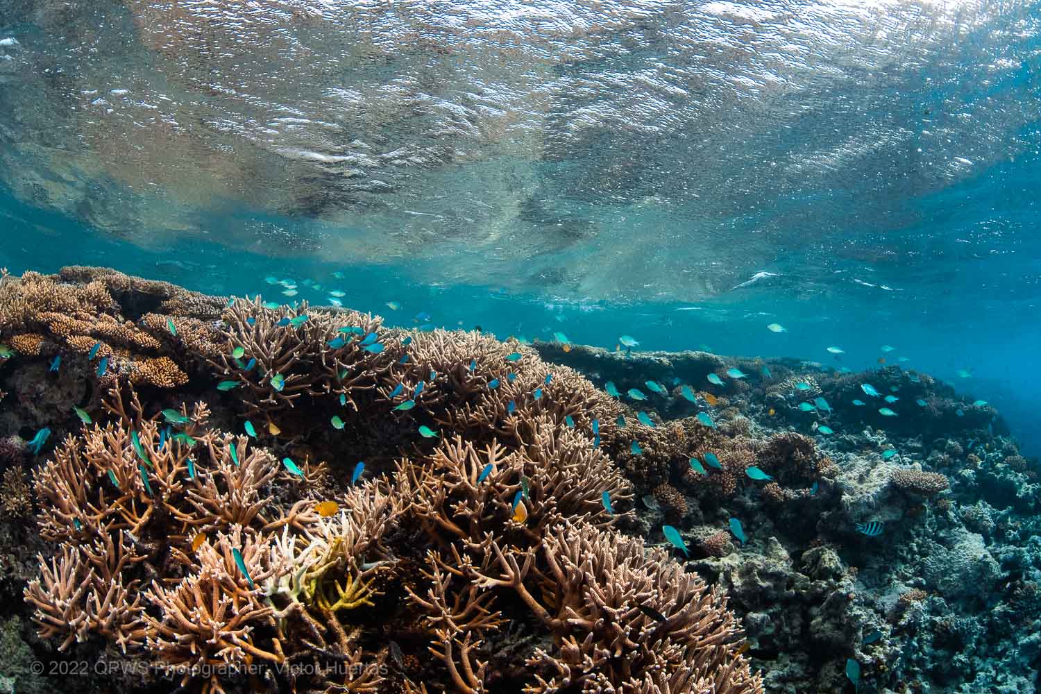 Reef 2050 Plan | Reef Authority