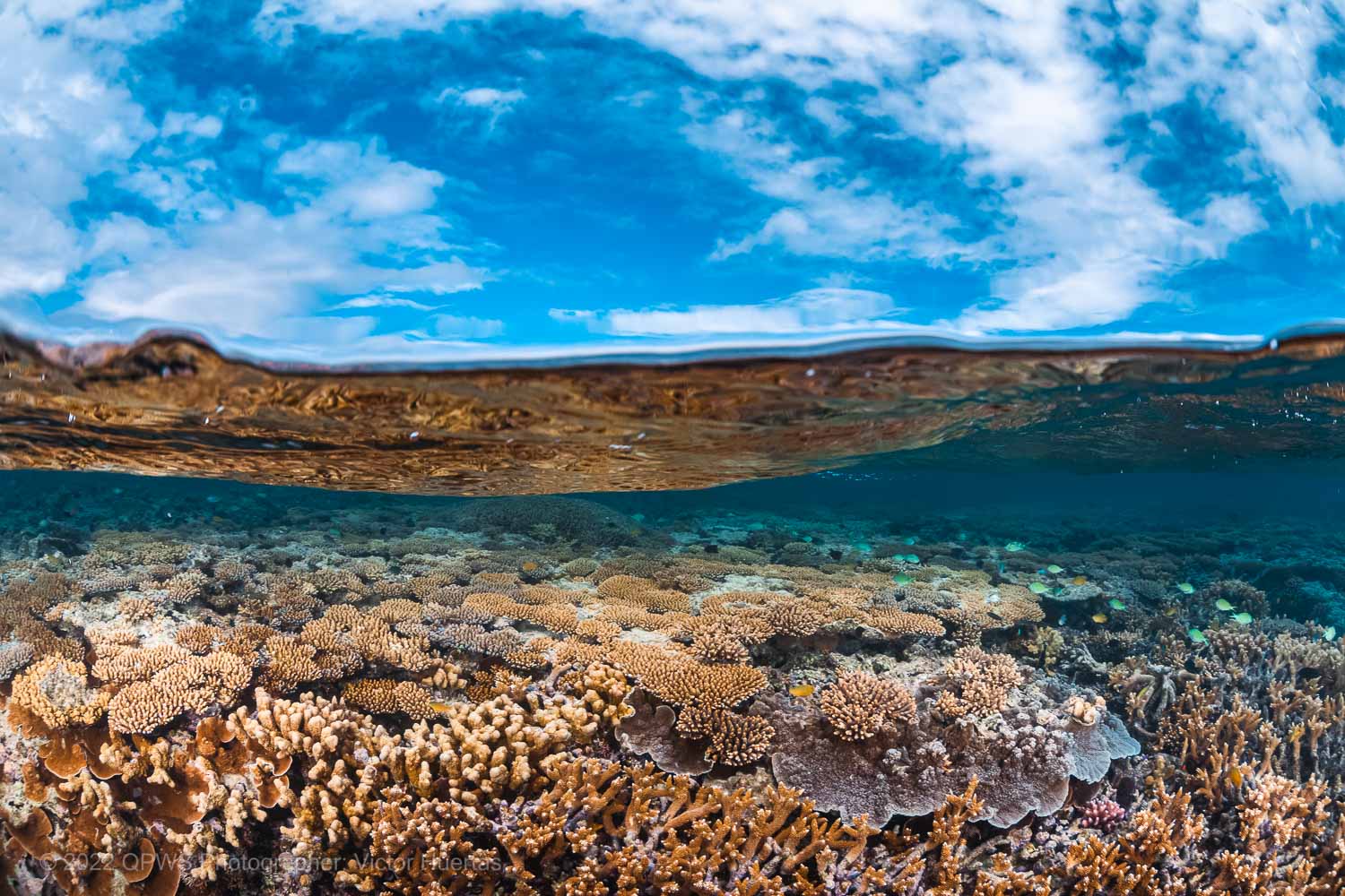 Reef health | Reef Authority