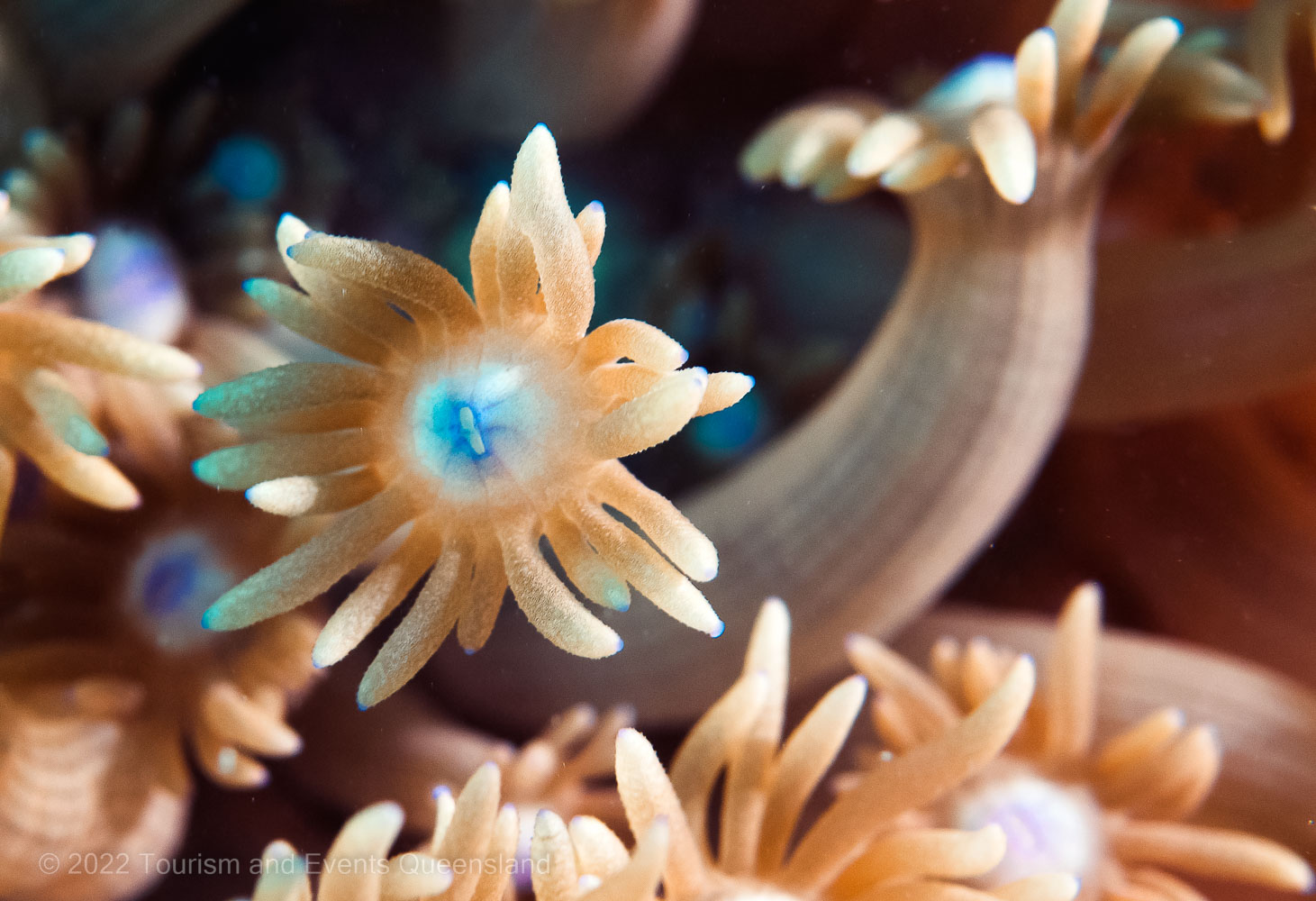 Reef 2050 Plan | Reef Authority