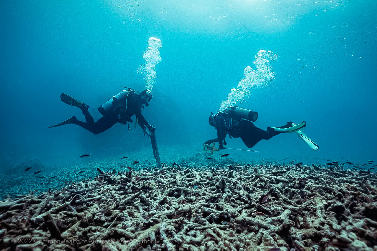 Project Reefresh: Bait Reef rehabilitation | Reef Authority