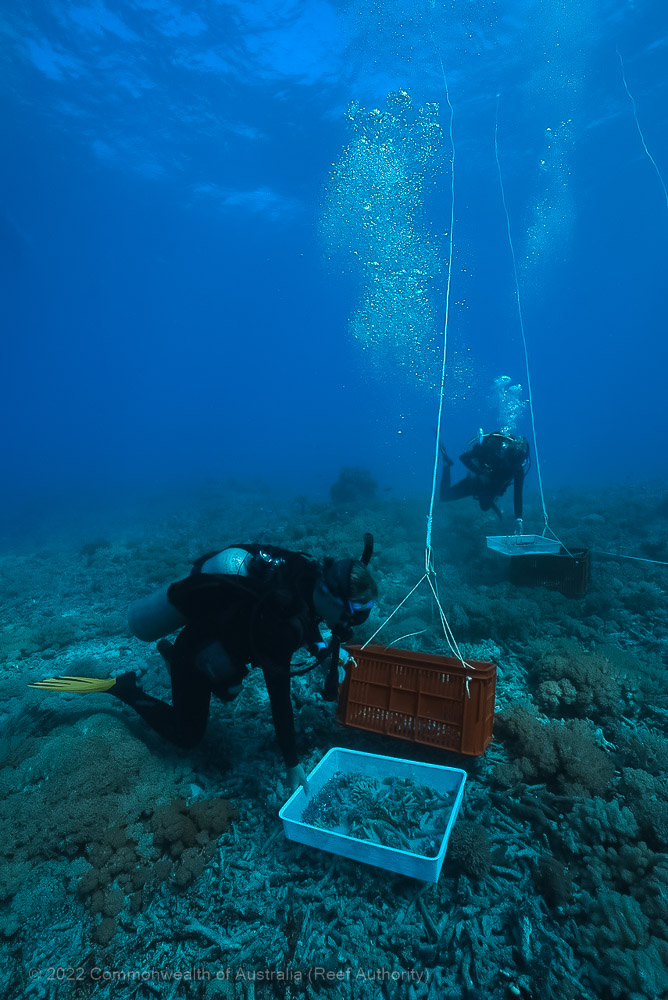 Project Reefresh: Bait Reef rehabilitation | Reef Authority