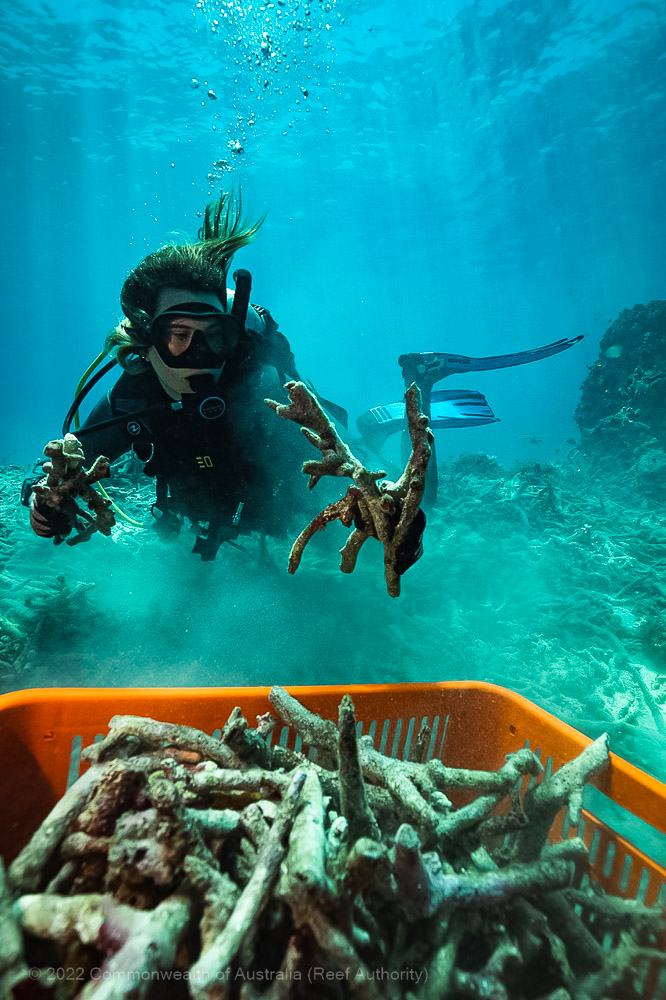 Project Reefresh: Bait Reef rehabilitation | Reef Authority