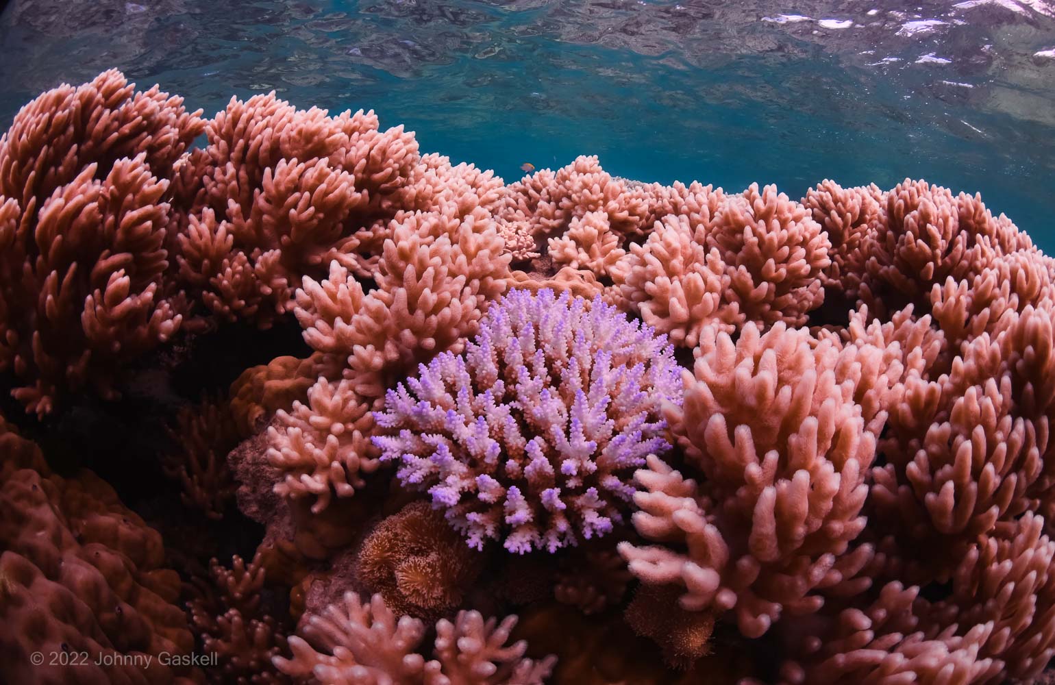 Reef health | gbrmpa