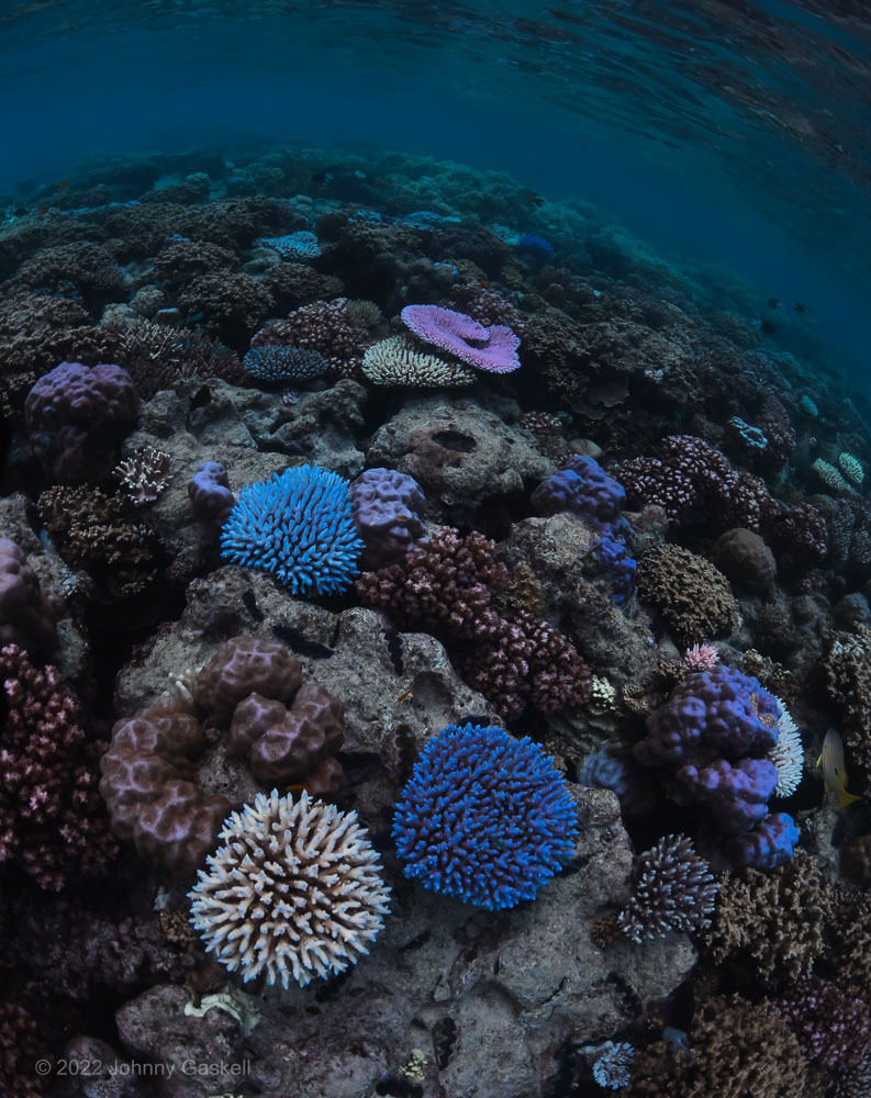 Reef health | gbrmpa