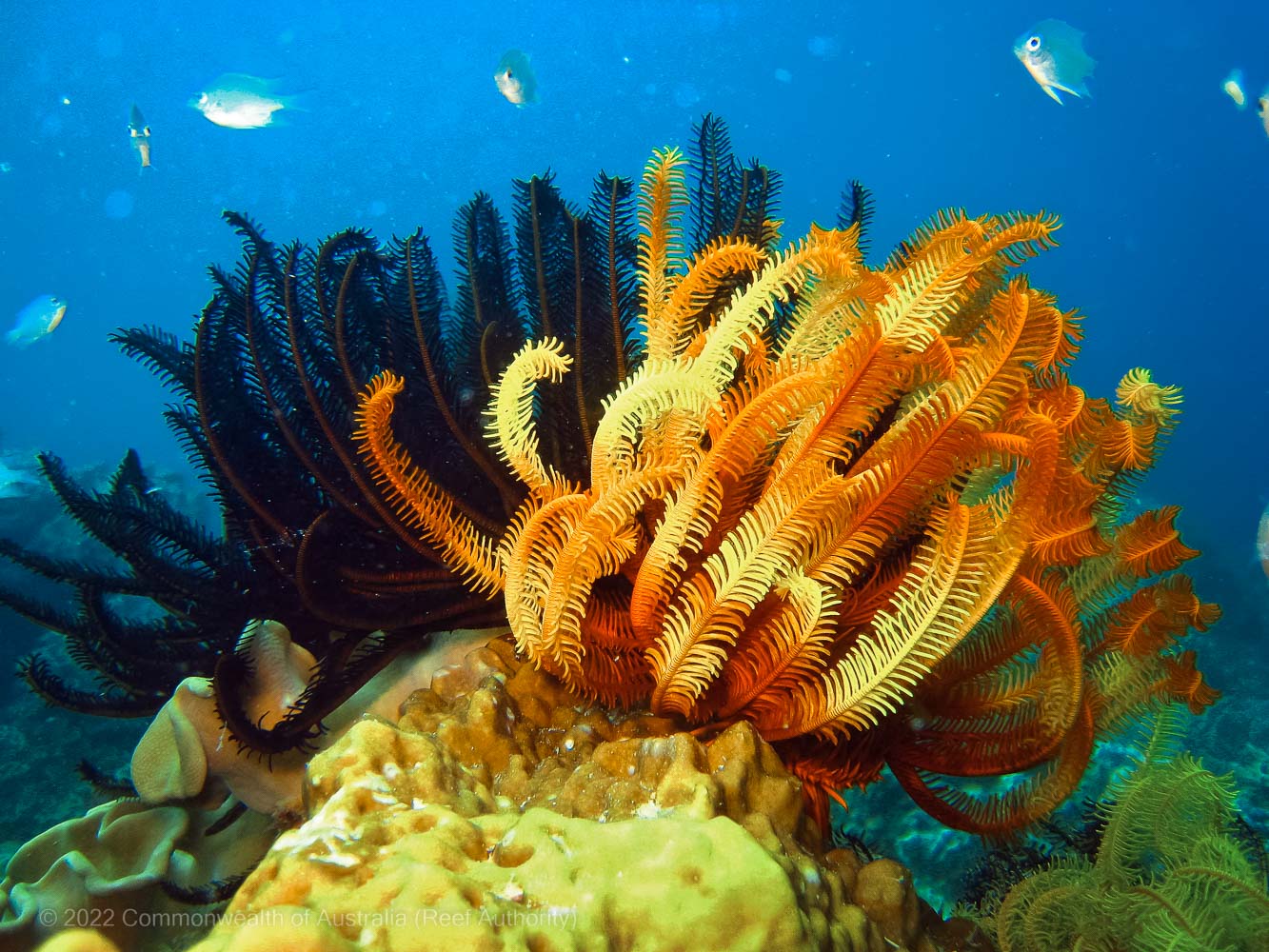 Barrier Reef Australia