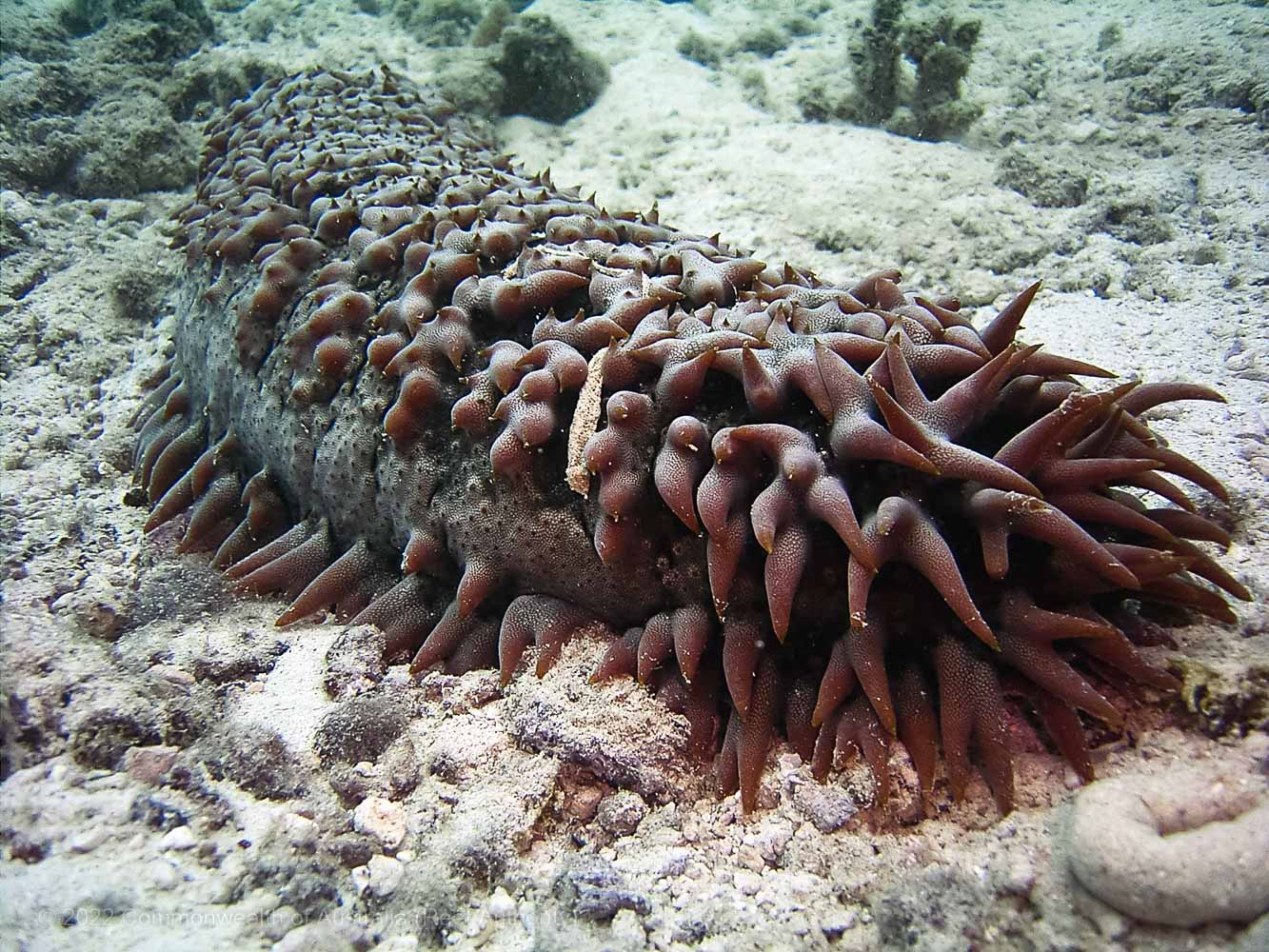 Fascinating facts about the Great Barrier Reef | Reef Authority