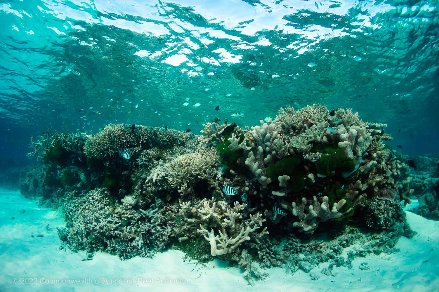 Reef management strategies | Reef Authority