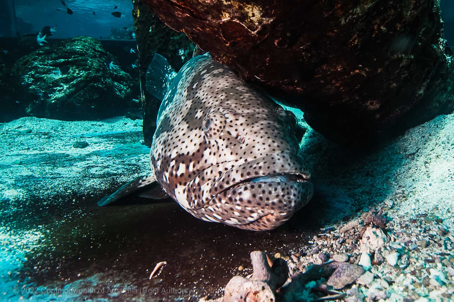 Great Barrier Reef Aquarium | Reef Authority