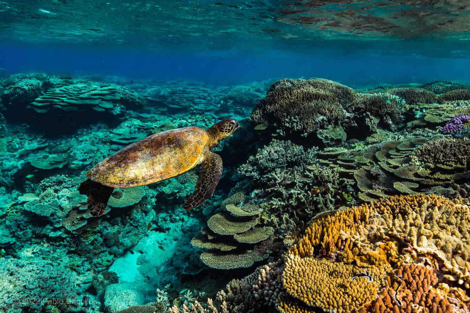 Fascinating facts about the Great Barrier Reef | Reef Authority
