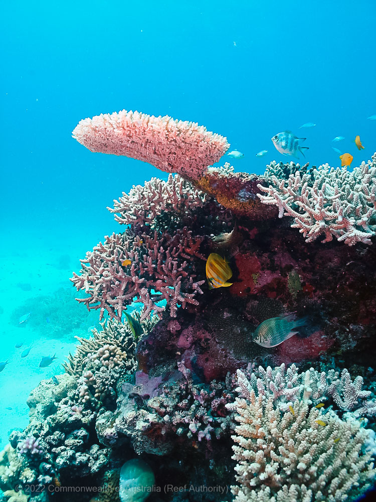 Past Reef health updates | Reef Authority