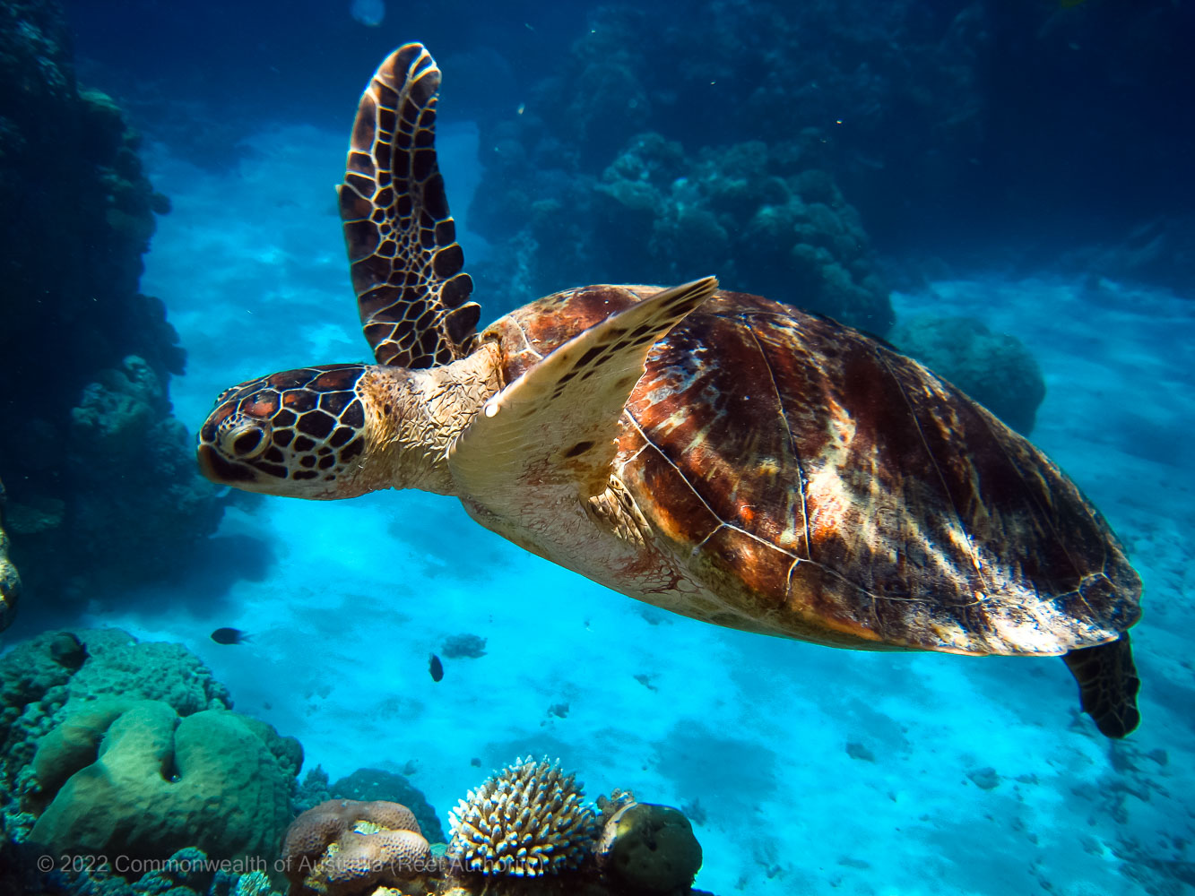 Australian Green Sea Turtles