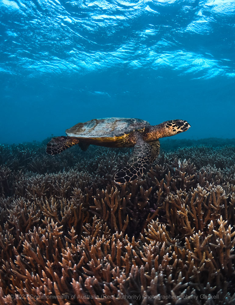 Marine turtles | Reef Authority