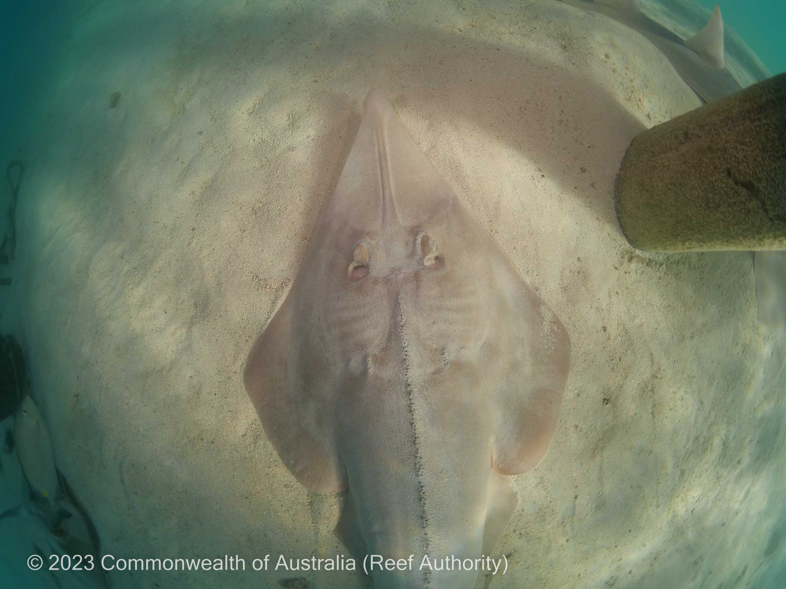 Shark or Ray? | Reef Authority