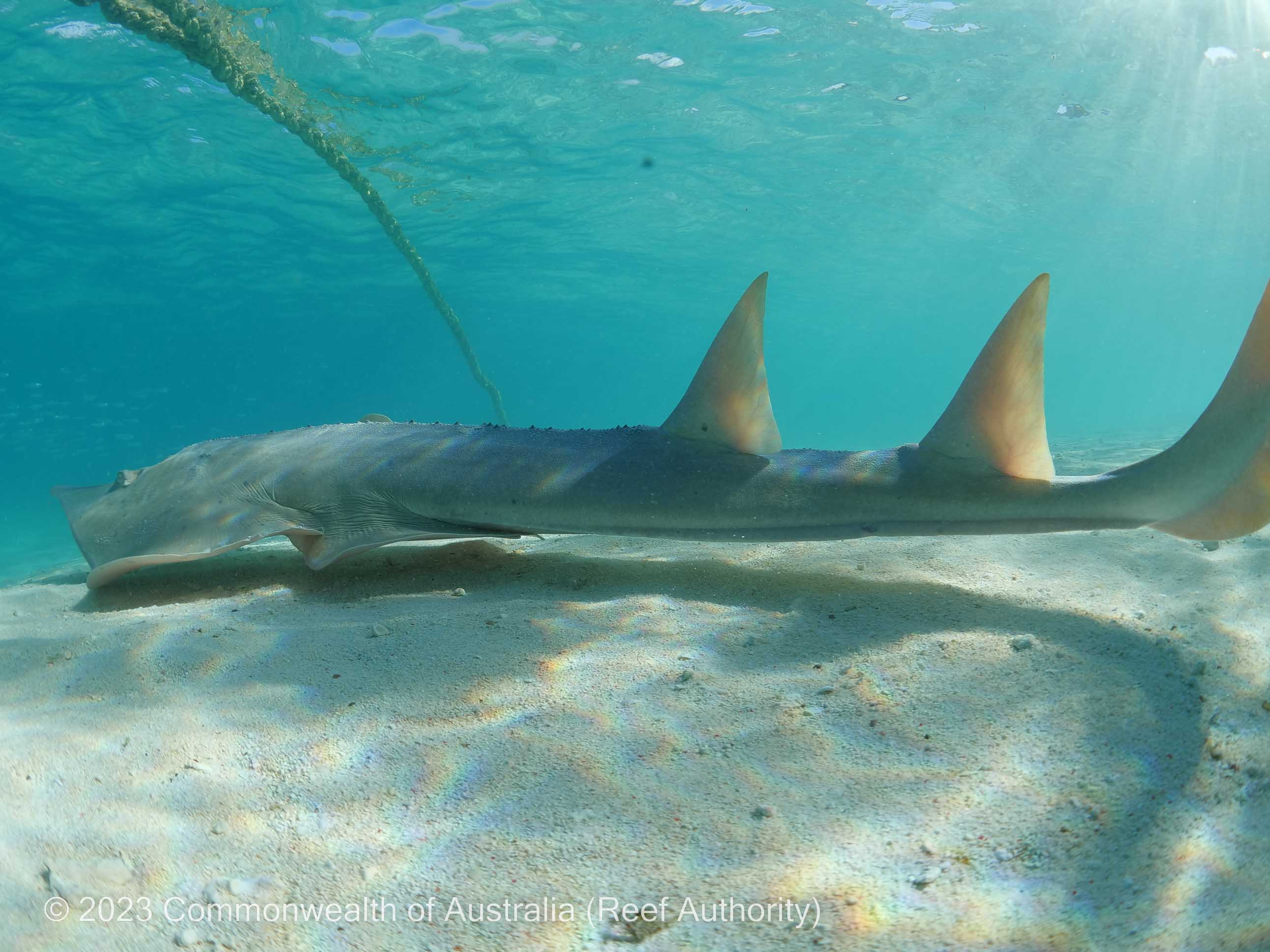 Shark or Ray? | Reef Authority