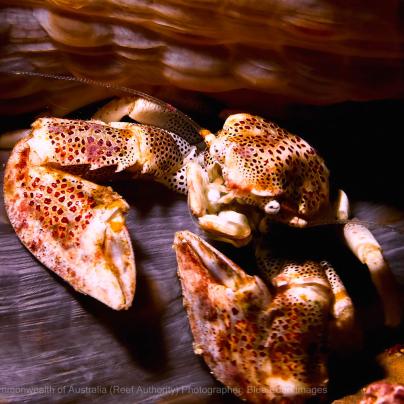 Fascinating facts about the Great Barrier Reef | Reef Authority