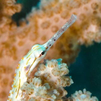 Fascinating facts about the Great Barrier Reef | Reef Authority