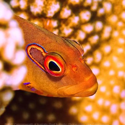 Threats to the Reef | Reef Authority