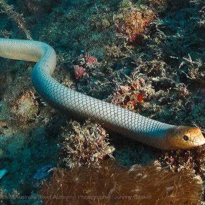 Animals found on the Great Barrier Reef | Reef Authority