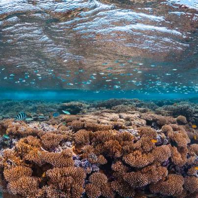 Reef health updates | Reef Authority