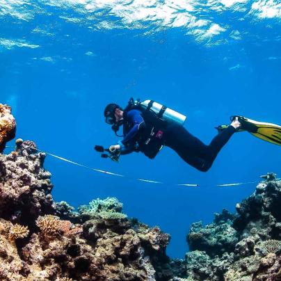 Marine Monitoring Program | Reef Authority