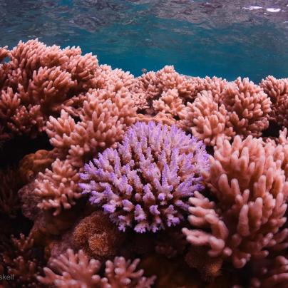 Reef health updates | Reef Authority