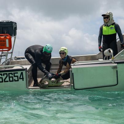 Great Barrier Reef Green Turtle Research Program | Reef Authority