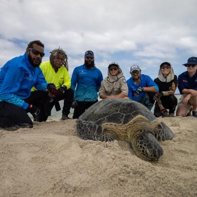 Great Barrier Reef Green Turtle Research Program | Reef Authority