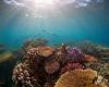 Great Barrier Reef Outlook Report 2024: an ecosystem under pressure ...