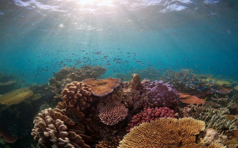 News | Reef Authority